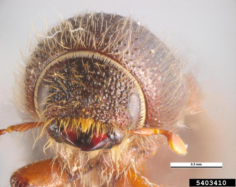 pine engraver (Ips pini (Say, 1826))