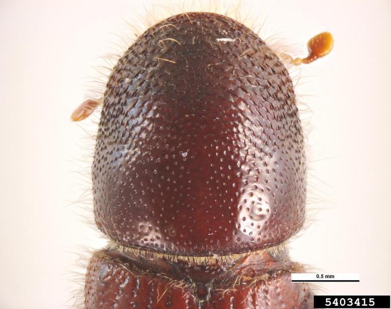 pine engraver (Ips pini (Say, 1826))