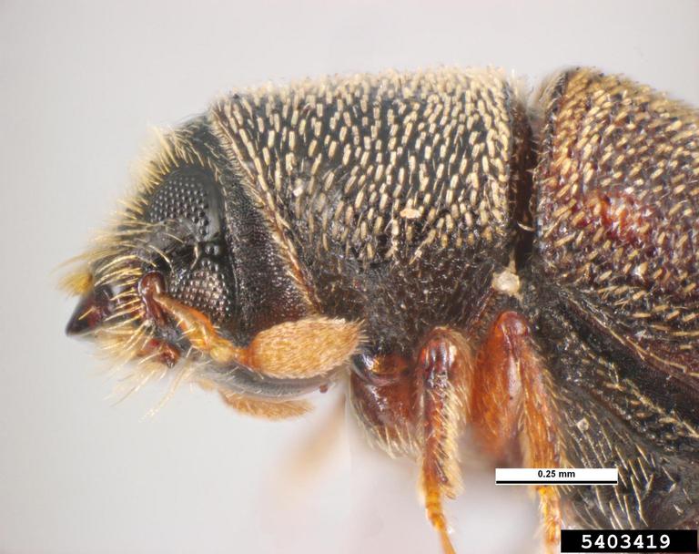 four-eyed spruce bark beetle (Polygraphus rufipennis (Kirby, 1837))