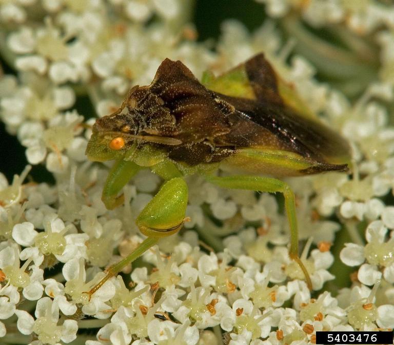 ambush bugs (Genus Phymata Latreille, 1802)
