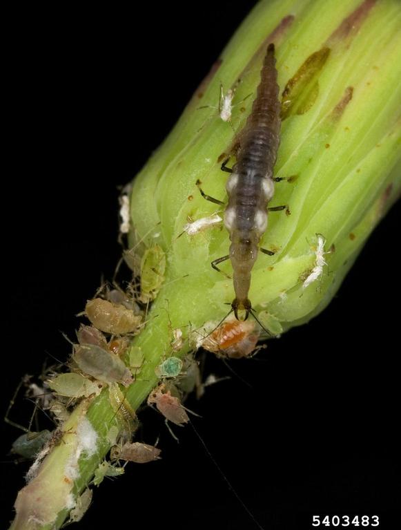 lacewings (Family Chrysopidae)