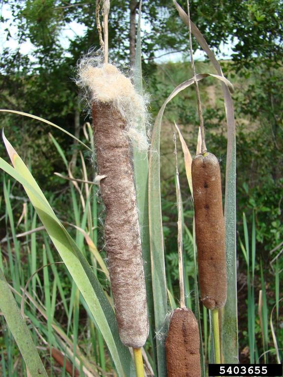 cattail (Genus Typha L.)