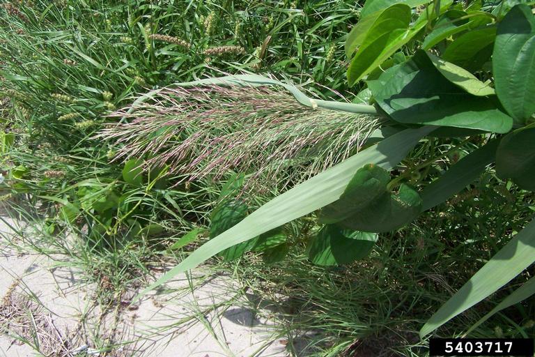 giant reed (Arundo donax L.)