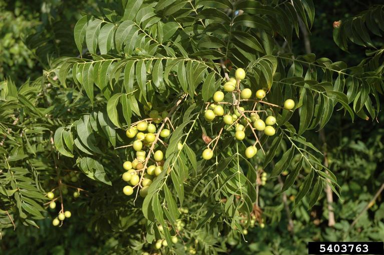 western soapberry (Sapindus saponaria var. drummondii)