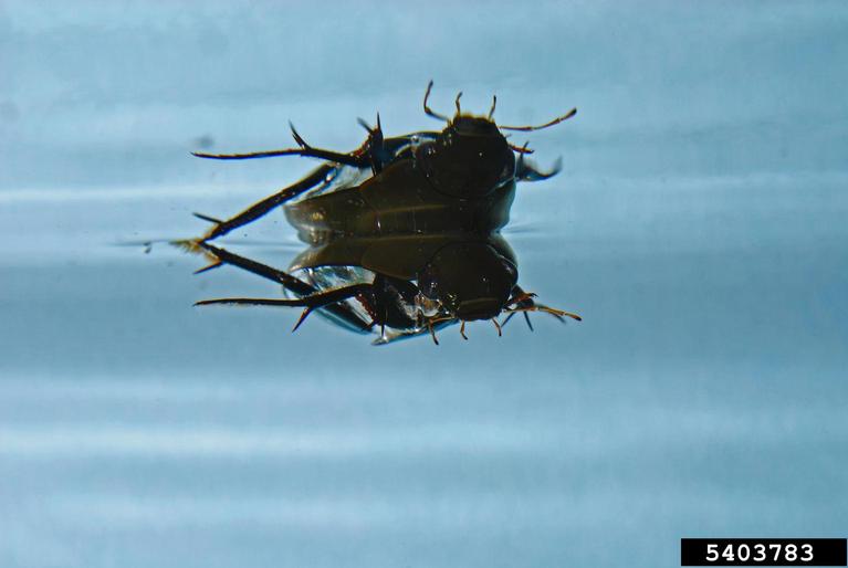 giant water scavenger beetle (Hydrophilus triangularis Say, 1823)