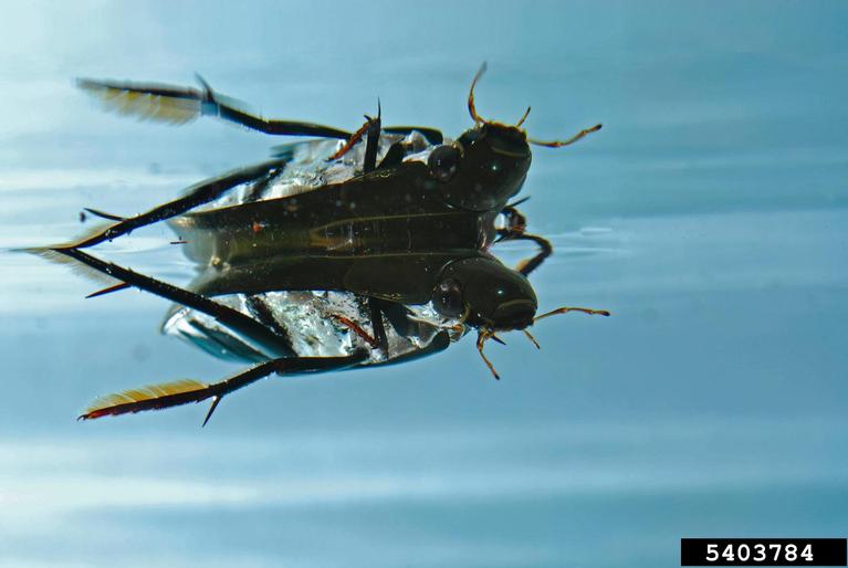 giant water scavenger beetle (Hydrophilus triangularis)