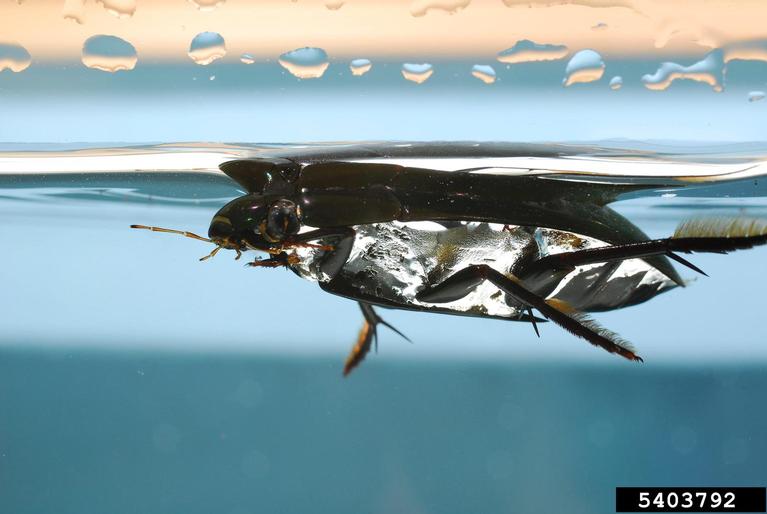 giant water scavenger beetle (Hydrophilus triangularis Say, 1823)