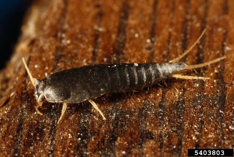 small blue silverfish (Lepisma saccharina Linnaeus, 1758)