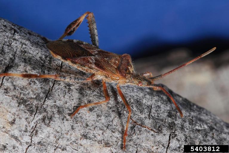 western conifer-seed bug (Leptoglossus occidentalis Heidemann)