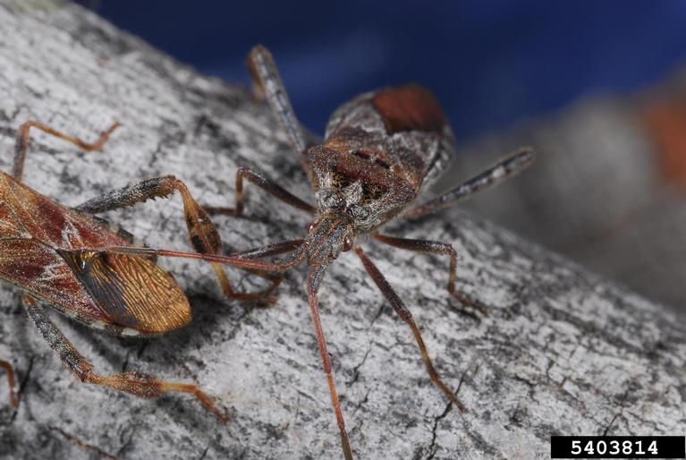 western conifer-seed bug (Leptoglossus occidentalis Heidemann)