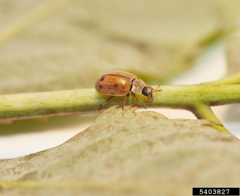 larch ladybird (Aphidecta obliterata)