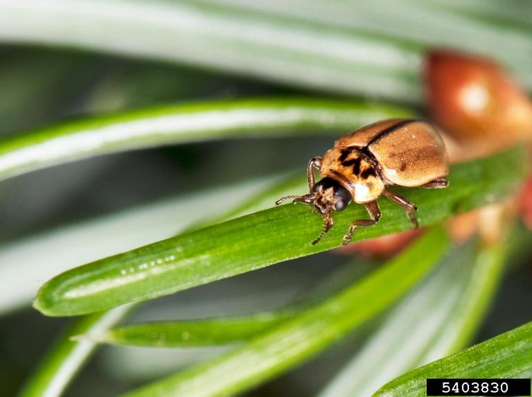 larch ladybird (Aphidecta obliterata)