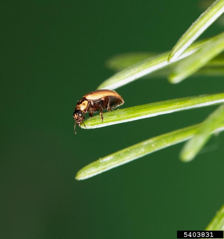 larch ladybird (Aphidecta obliterata)