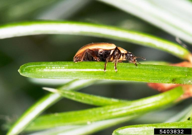 larch ladybird (Aphidecta obliterata (Linnaeus, 1758))