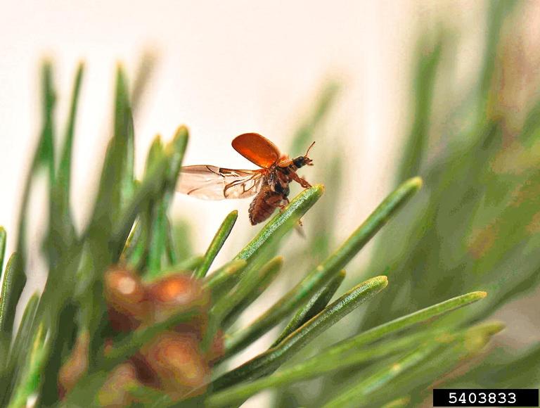 larch ladybird (Aphidecta obliterata (Linnaeus, 1758))