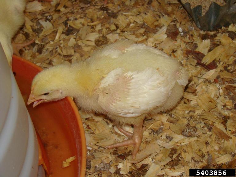 chicken (domestic) (Gallus gallus (domestic type))