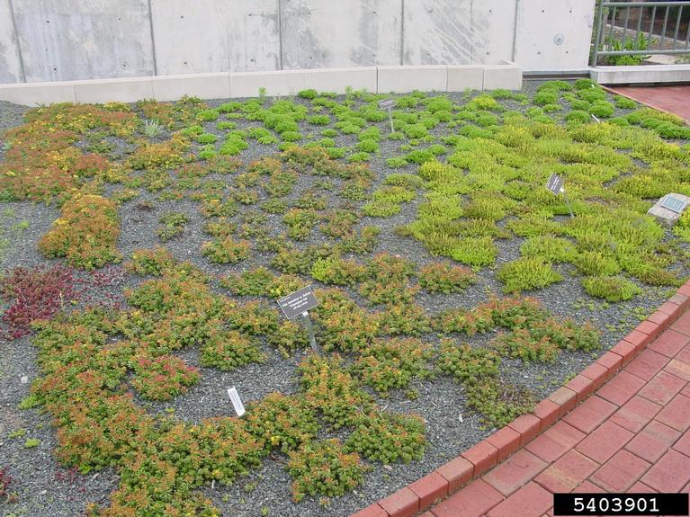 stonecrop (Genus Sedum)