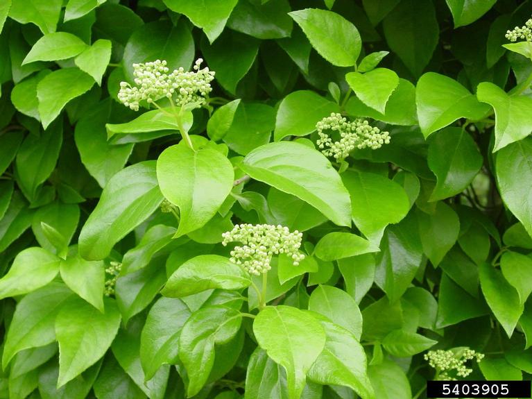 climbing hydrangea (Hydrangea anomala ssp. petiolaris)