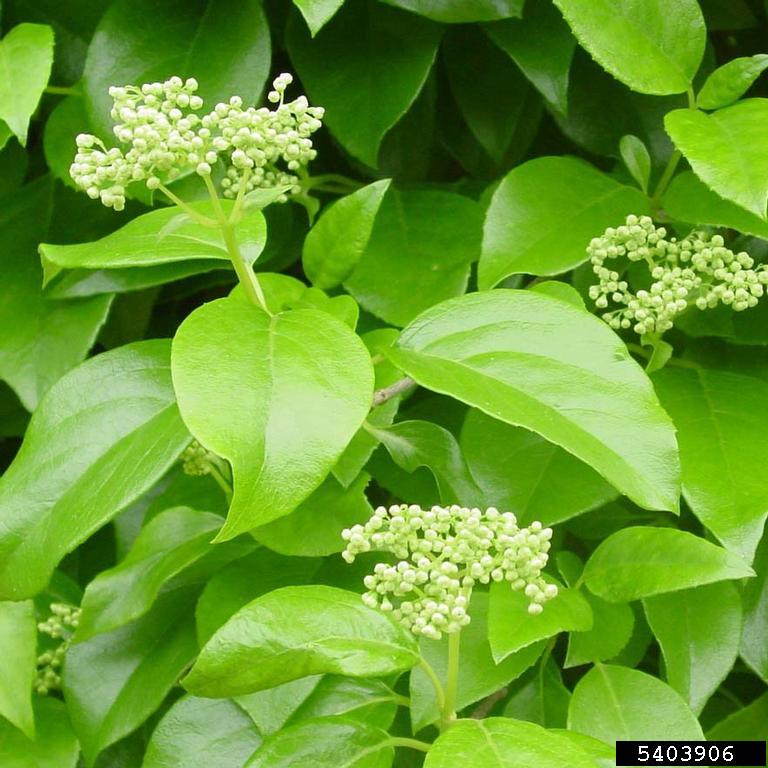 climbing hydrangea (Hydrangea anomala ssp. petiolaris)