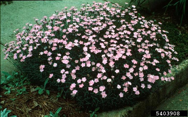 cheddar pink (Dianthus gratianapolitanus)