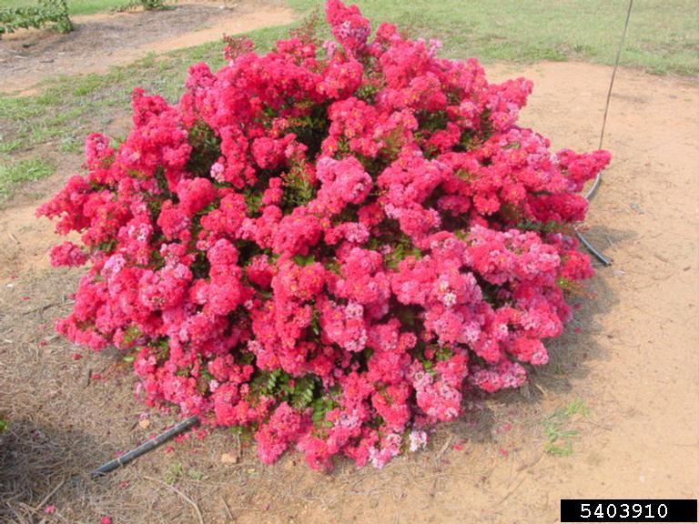 lagerstroemia (Genus Lagerstroemia)