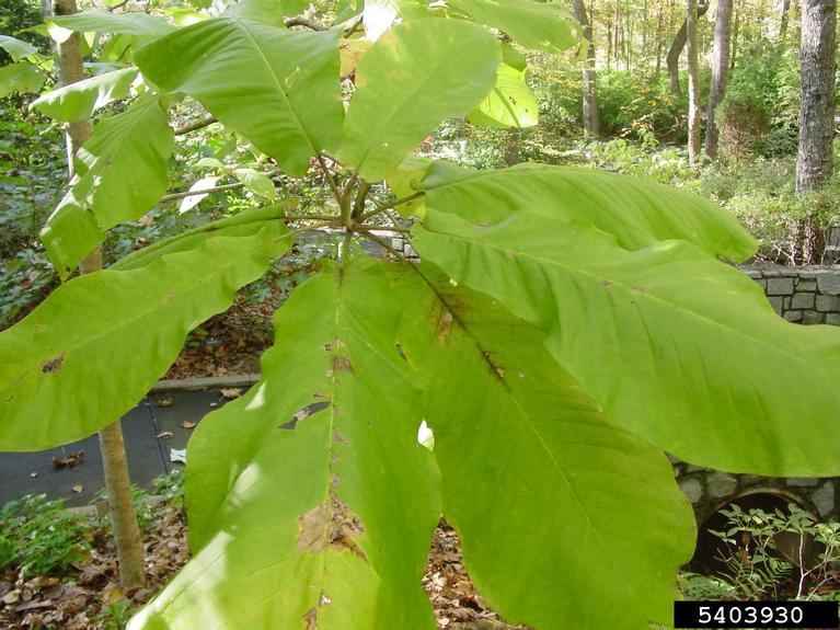 bigleaf magnolia (Magnolia macrophylla Michx.)