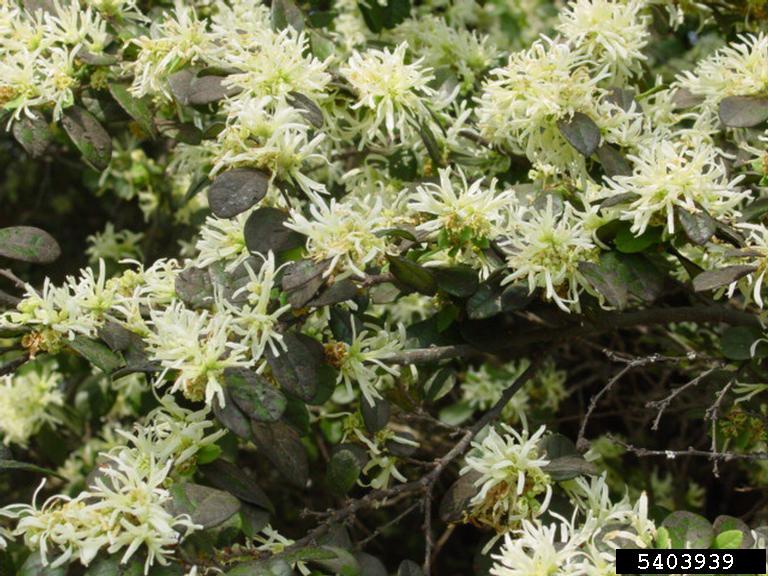Chinese fringe-bush (Loropetalum chinense Oliv.)