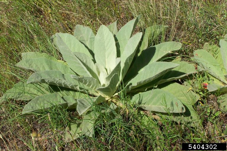 mullein (Genus Verbascum)