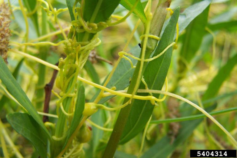 dodder, Cuscuta spp. (Solanales: Cuscutaceae) - 5404314