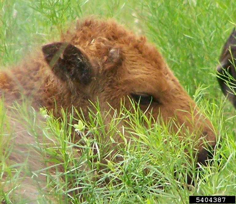 American bison (Bison bison Linnaeus)