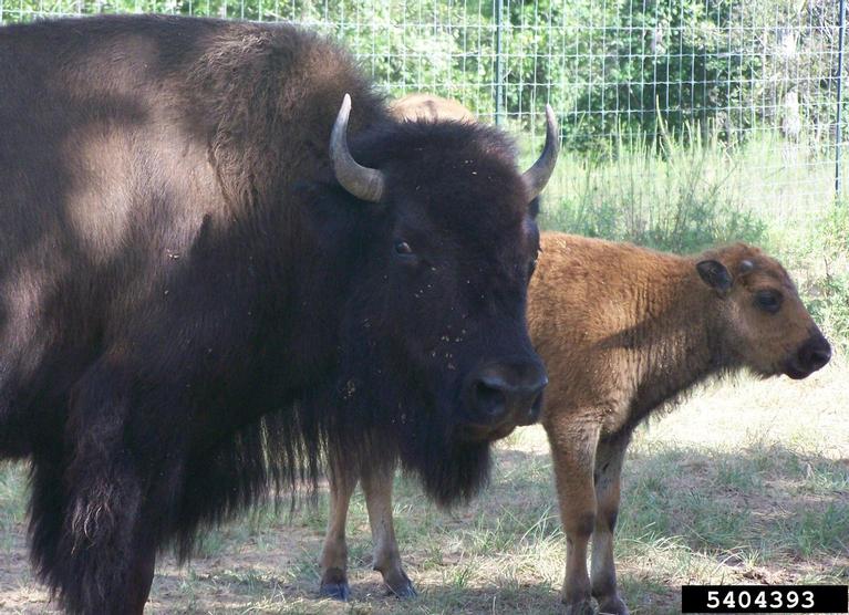 American bison (Bison bison Linnaeus)