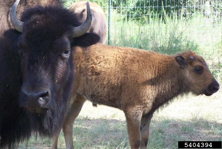 American bison (Bison bison Linnaeus)