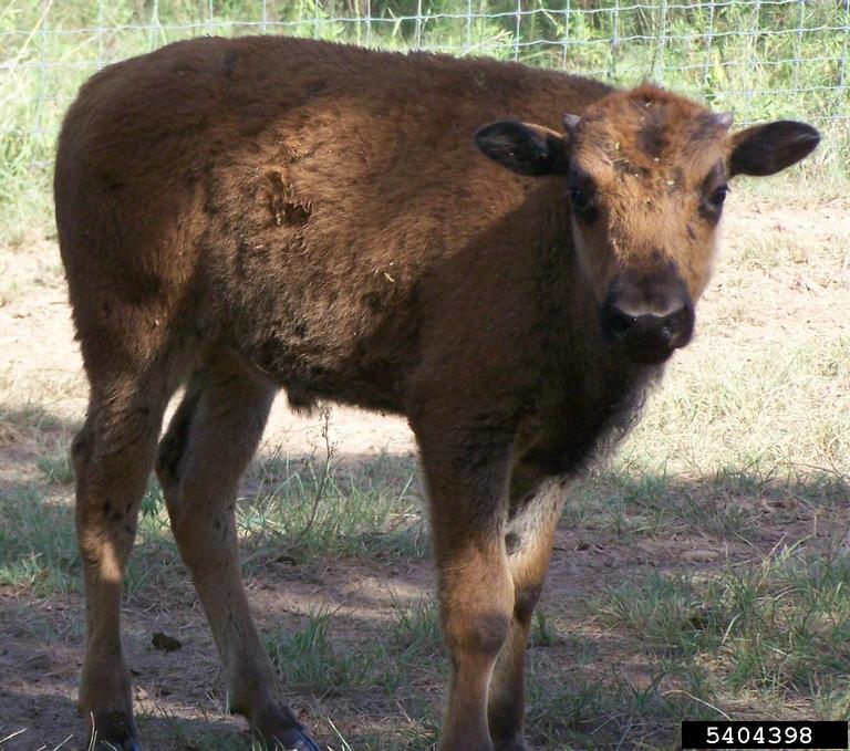 American bison (Bison bison)