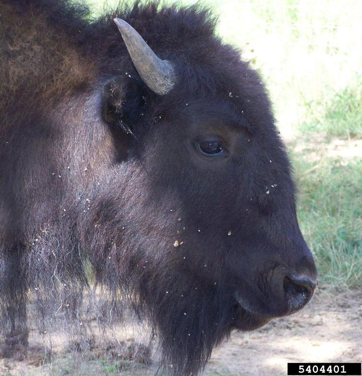 American bison (Bison bison)