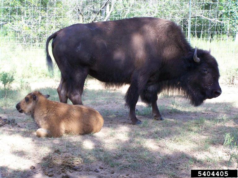 American bison (Bison bison)