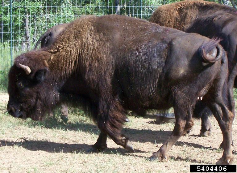 American bison (Bison bison)