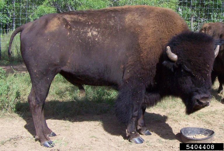 American bison (Bison bison Linnaeus)