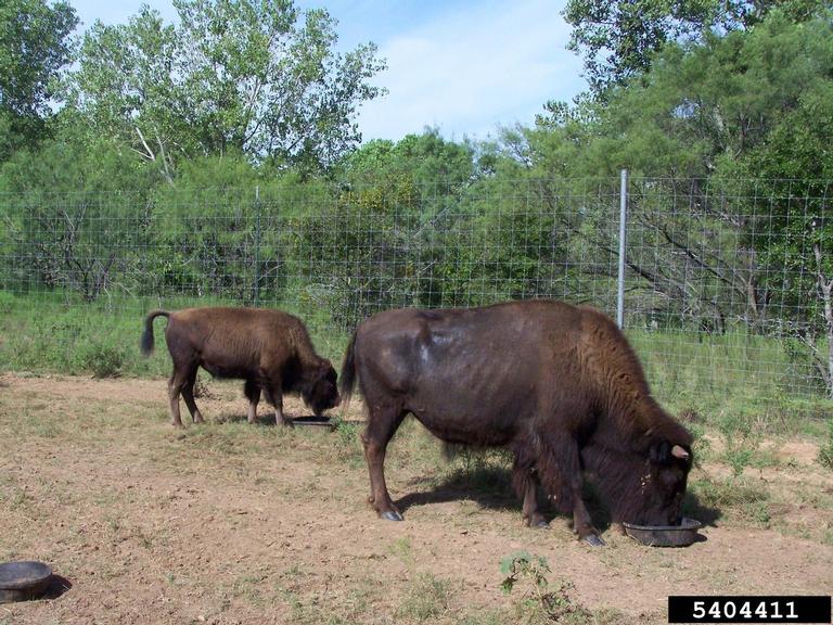 American bison (Bison bison Linnaeus)
