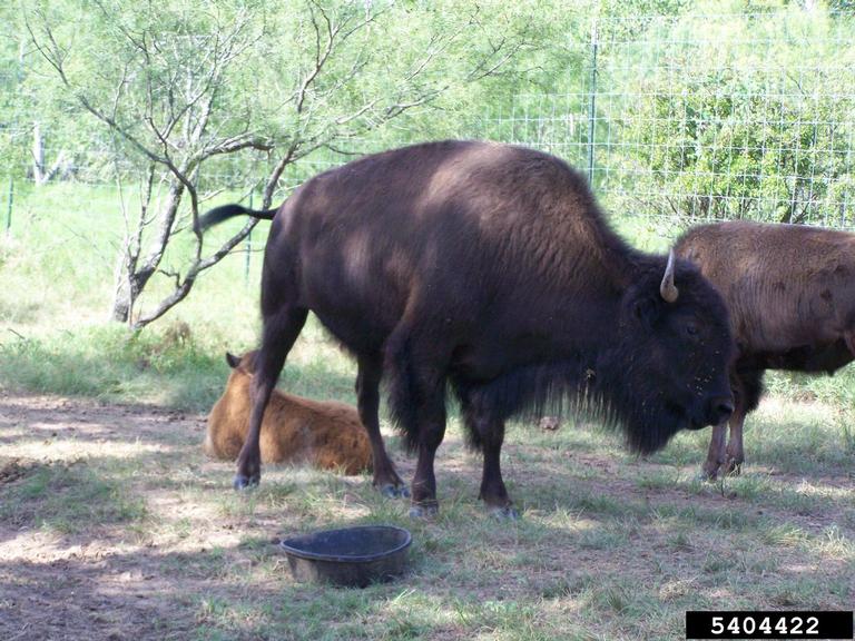 American bison (Bison bison)