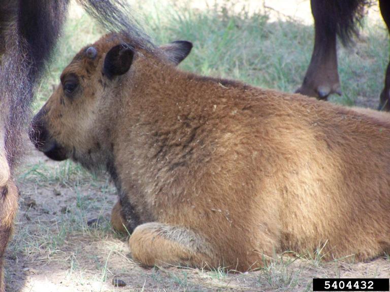 American bison (Bison bison)