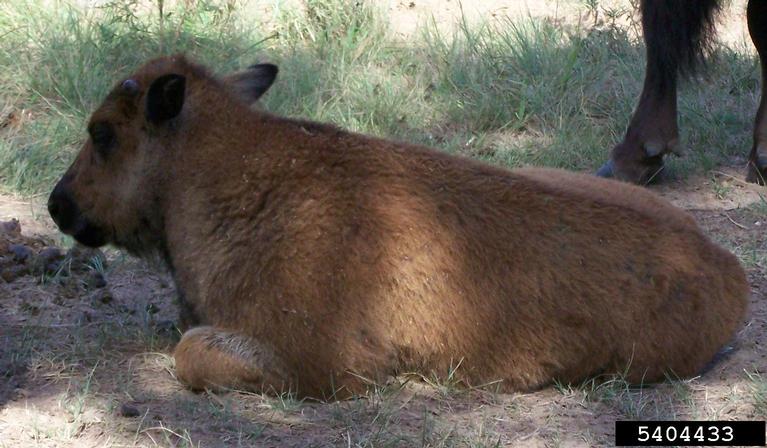 American bison (Bison bison)