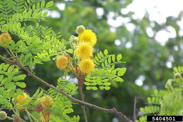 littleleaf leadtree (Leucaena retusa Benth.)