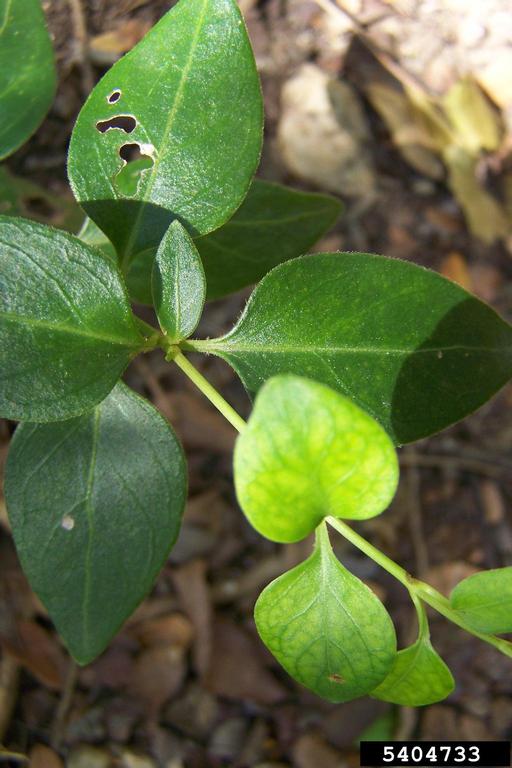 common periwinkle (Vinca minor L.)