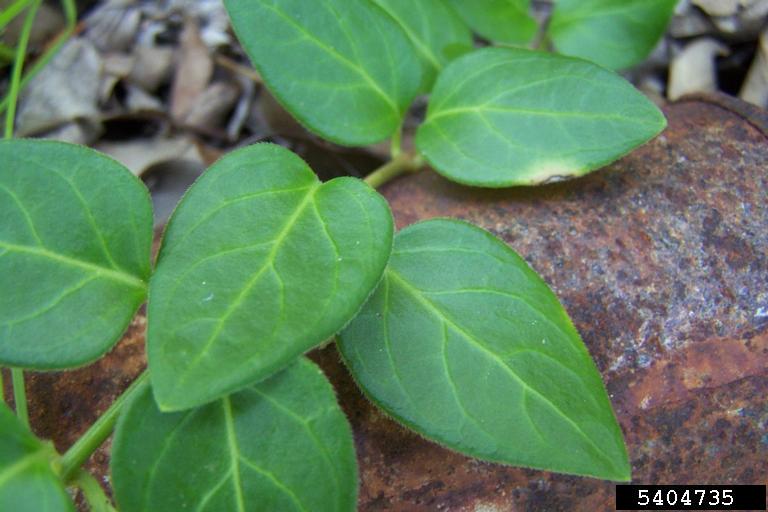 common periwinkle (Vinca minor)