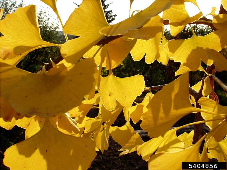 ginkgo (Ginkgo biloba L.)
