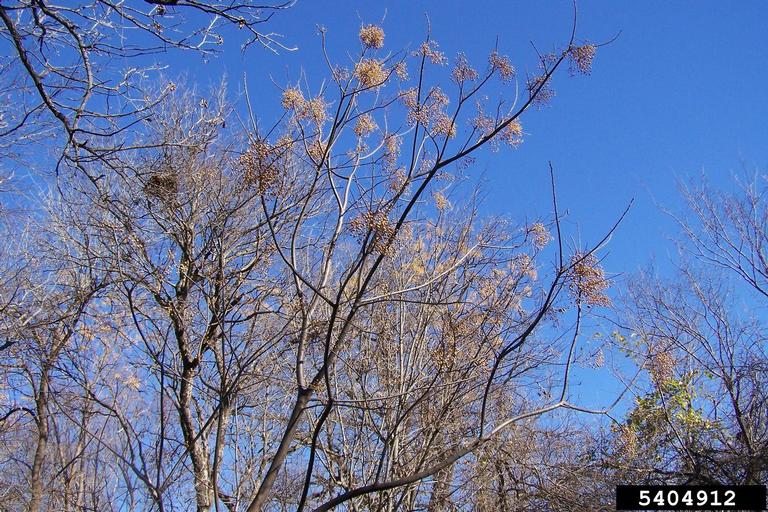 chinaberry (Melia azedarach L.)