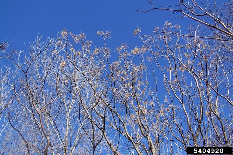 chinaberry (Melia azedarach)