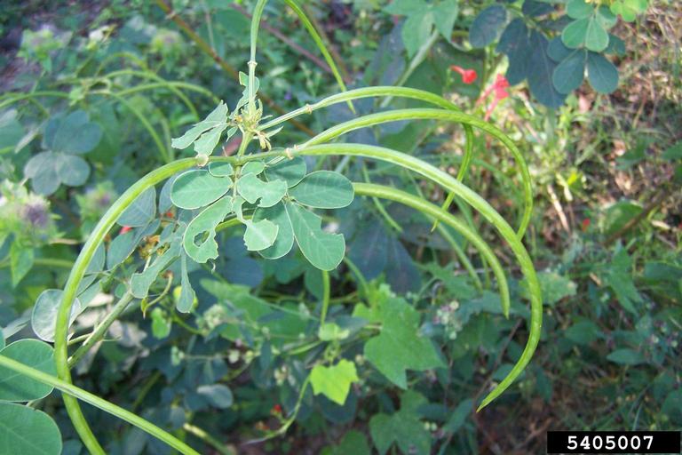sicklepod (Senna obtusifolia (L.) Irwin & Barneby)