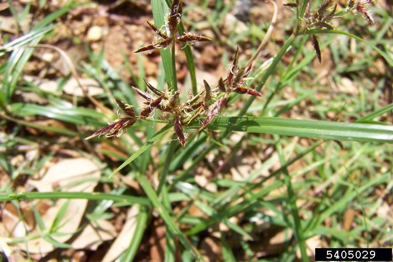 purple nutsedge (Cyperus rotundus L.)