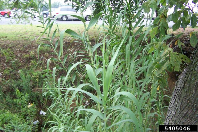giant reed (Arundo donax L.)
